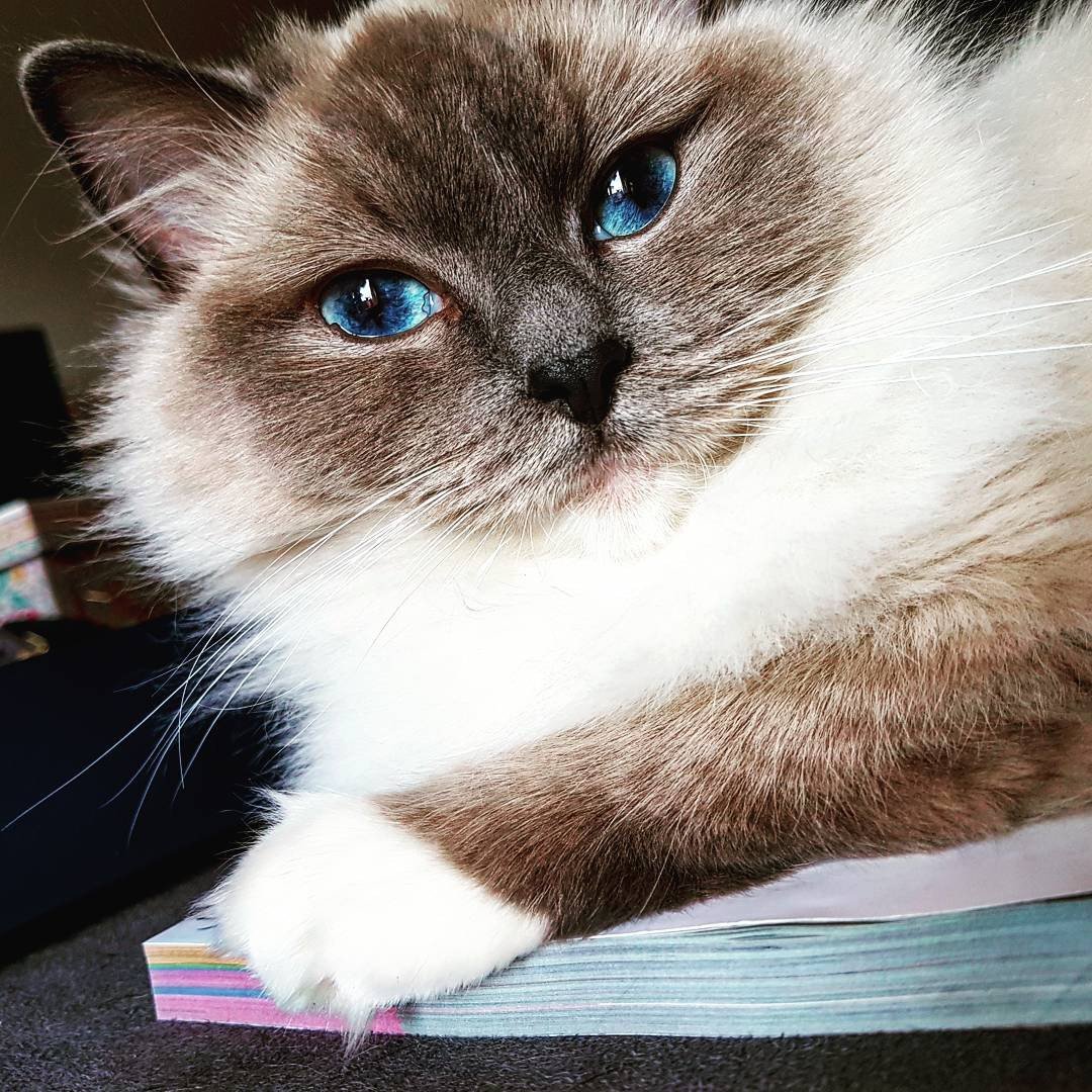 Baccara Chamallow Rose - Chat Ragdoll Suisse